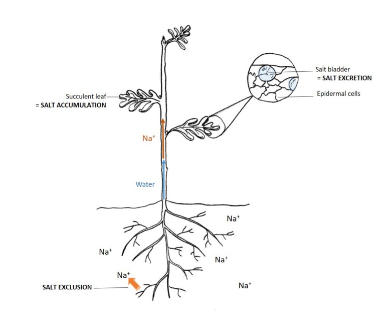 Halophytes – Stress Environnementaux et Plantes