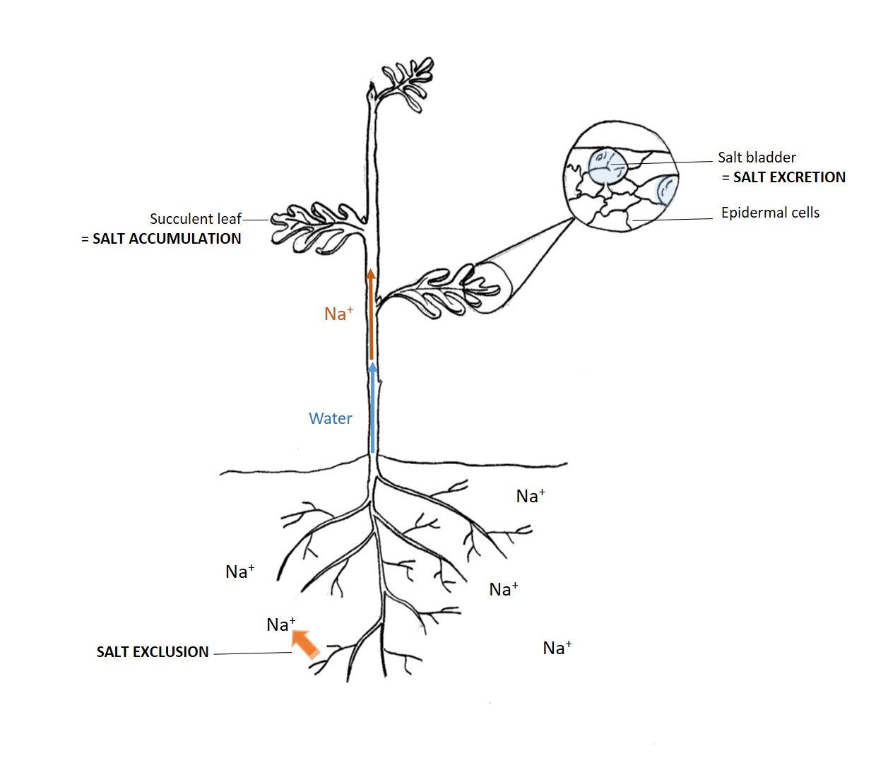 Halophytes – Stress Environnementaux et Plantes
