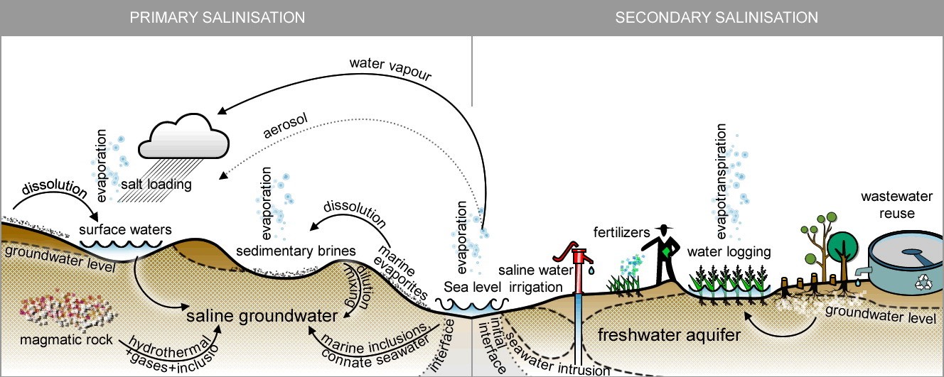 Halophytes – Stress Environnementaux et Plantes